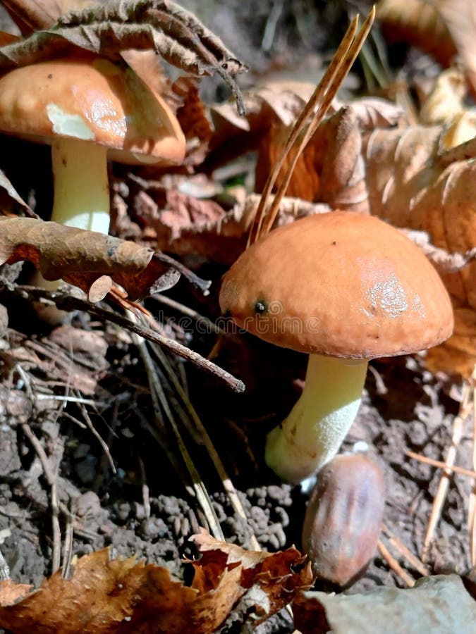 Mushrooms are Growing in the Woods Stock Image - Image of autumn ...