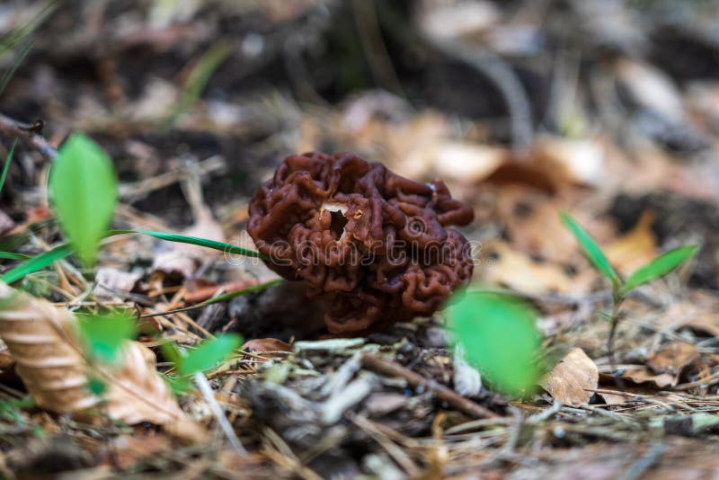 The Mushrooms - Gyromitra Esculenta Stock Photo - Image of fungi ...
