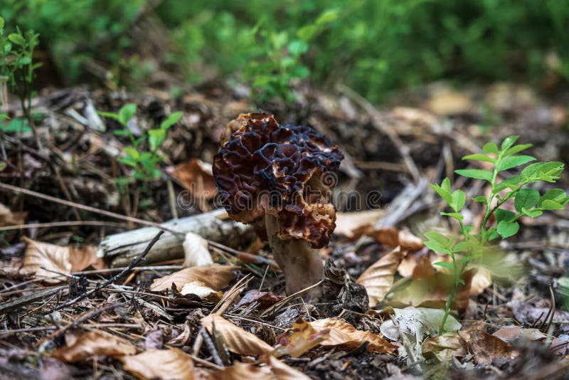 The Mushrooms - Gyromitra Esculenta Stock Photo - Image of macro ...