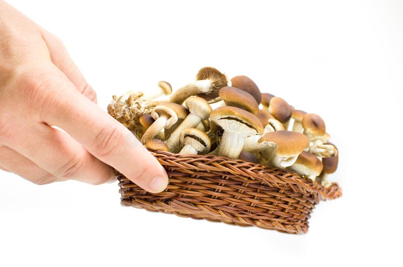 Mushrooms in hand stock photo. Image of yellow, tree - 92726320