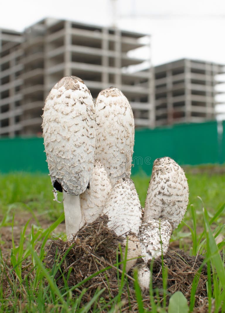 Real Mushroom Silhouette Stock Photos - Free & Royalty-Free Stock ...