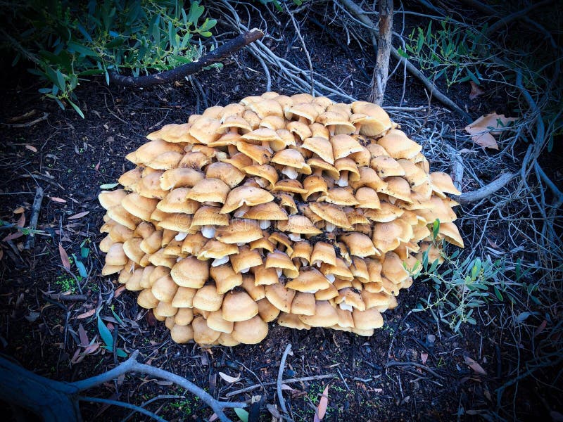 Mushrooms stock image. Image of caps, mushrooms, large - 136547347