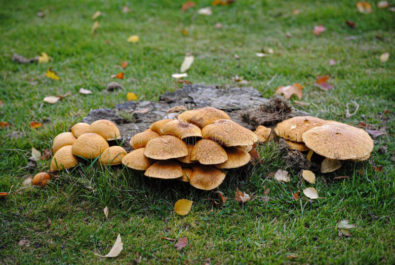 Mushrooms in Lawn Fungi Cluster Stock Image - Image of fungus, mycology ...