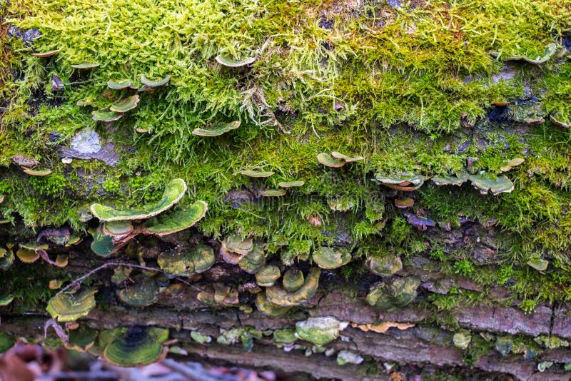 Mushrooms, Lichen and Moss on Dried Tree Stock Image - Image of plants ...