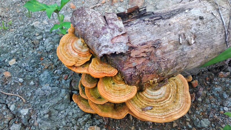 Mushrooms Live on Trees Trunk Stock Photo - Image of mushroom, tree ...