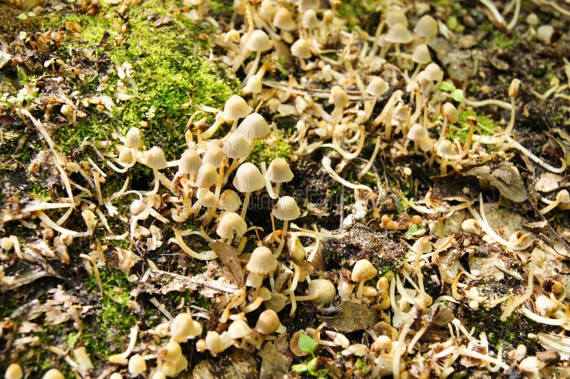 Mushrooms stock image. Image of hats, forest, moss, vegetation - 85615671