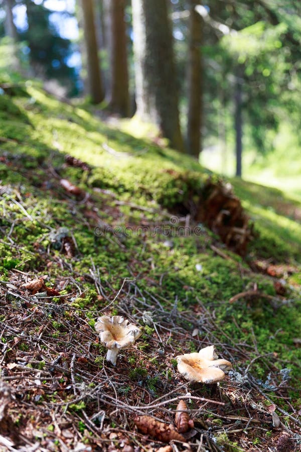 Mushrooms in Morning Spring Forest Stock Photo - Image of environment ...