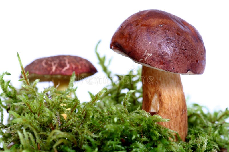 Mushrooms on moss stock photo. Image of closeup, food - 1354186