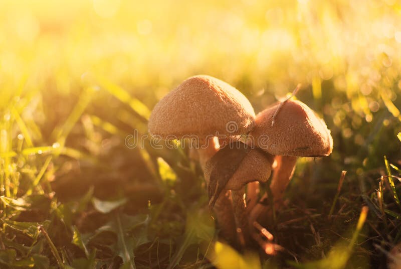 Mushrooms stock photo. Image of grass, mushrooms, healthy - 52154984