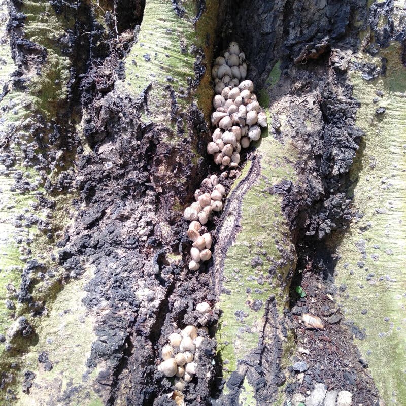 Mushrooms stock photo. Image of mushrooms, short, three - 162948692