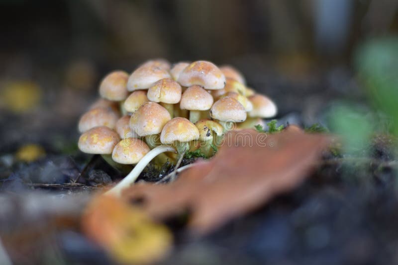 Mushrooms stock image. Image of forest, wildlife, waldpilz - 266208785