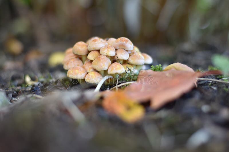 Mushrooms stock image. Image of small, lamellenpilz - 266209303