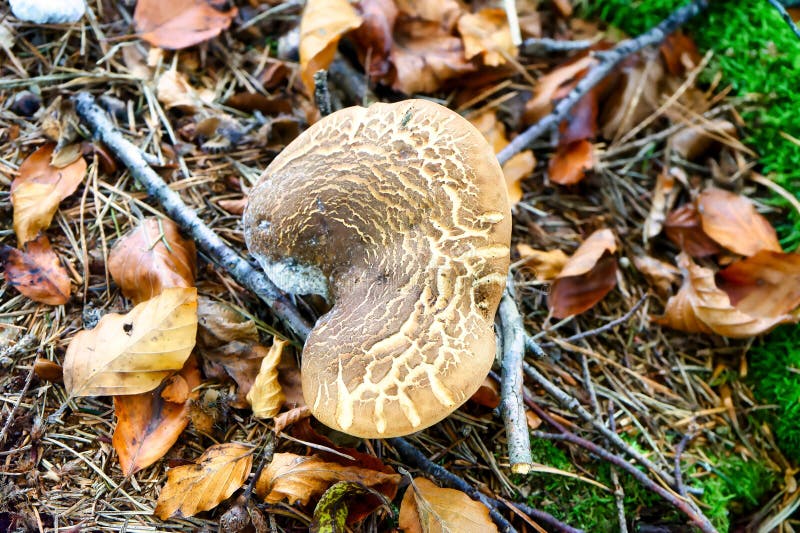 Mushrooms at a Natural Environment Inside a Forest at Autumn Season ...