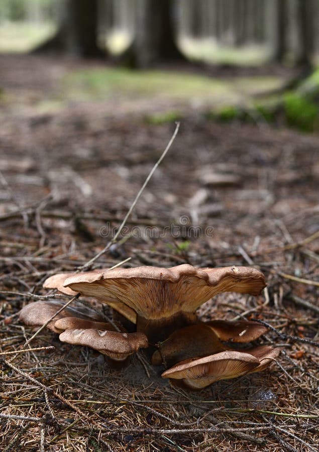 Mushrooms in Natural Environment Stock Photo - Image of mushrooms ...