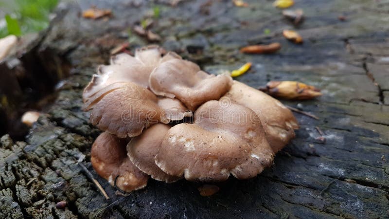 Mushrooms in the City in the Spring. Stock Photo - Image of spring ...