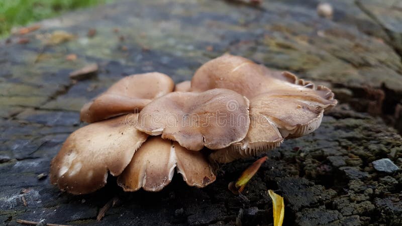 Mushrooms in the City in the Spring. Stock Image - Image of stump ...