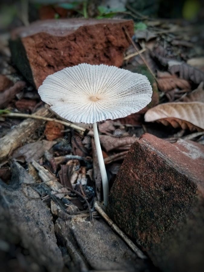 Mushrooms are One of the Plants that Can Thrive in Damp Places Stock ...