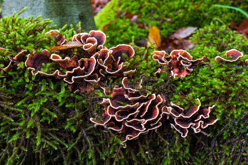 Mushrooms are Parasites on Mossy Tree Stump Stock Image - Image of leaf ...