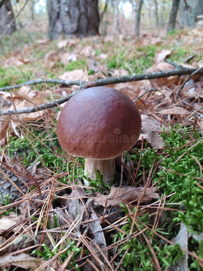 Mushrooms Picking, Season for Mushrooms. Stock Photo - Image of growth ...