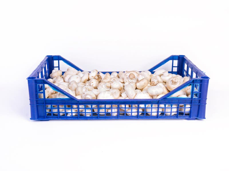 Mushrooms in plastic box stock photo. Image of natural - 218039668