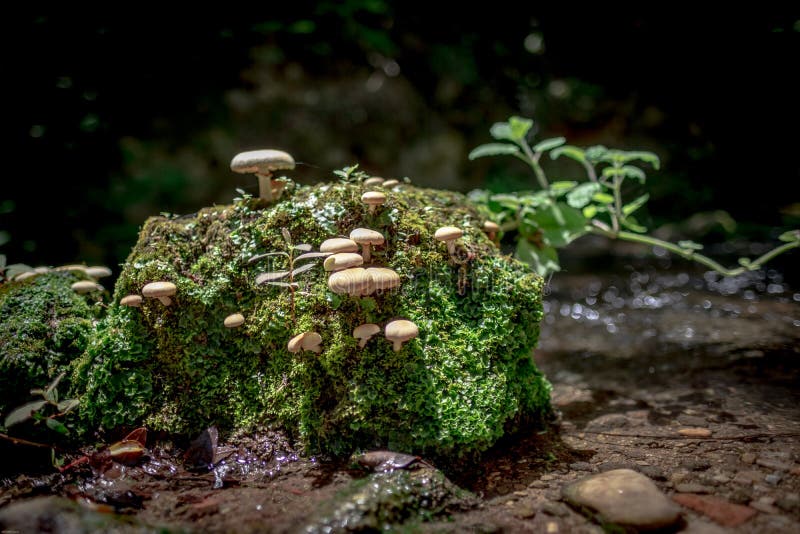 Mushrooms on rock stock image. Image of resources, graphic - 188535359