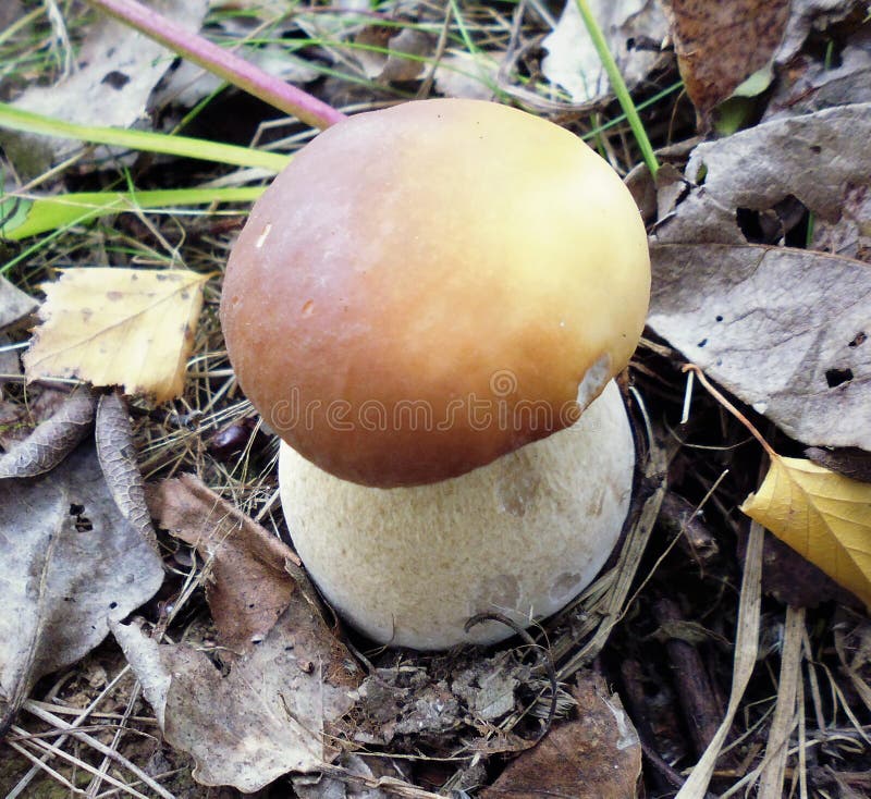 Mushrooms of Russia - White Boletus Stock Image - Image of edulis ...