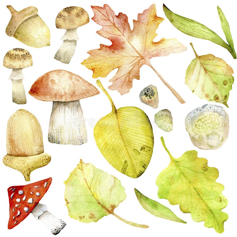 Mushrooms in Rustic Style on White Background.. Stock Illustration ...