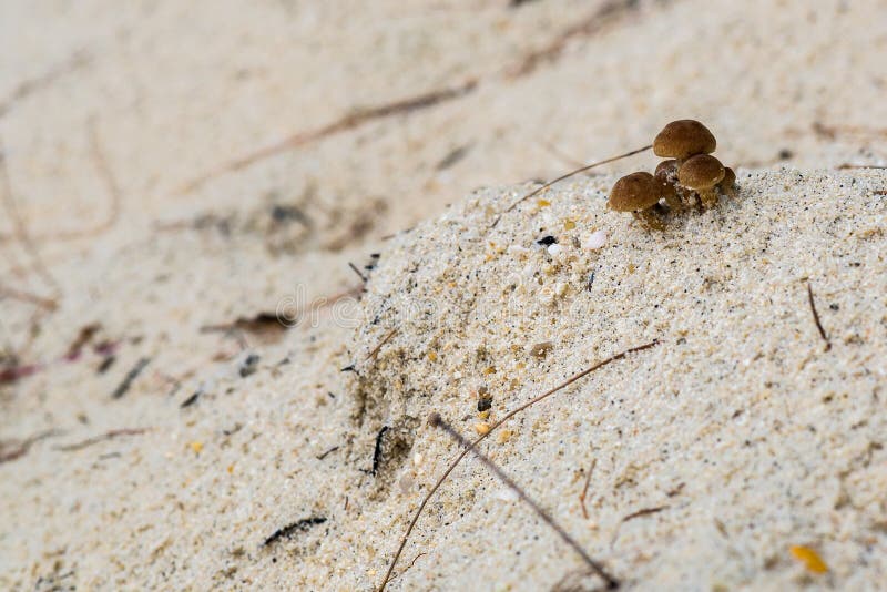 Mushrooms on the sand stock photo. Image of land, sand - 37466836