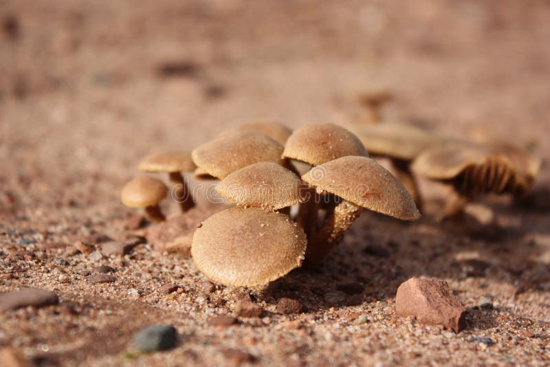 Mushrooms in the sand. stock image. Image of beach, mushrooms - 78384761