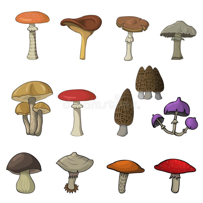 Mushrooms Set Isolated on White Back Stock Vector - Illustration of ...
