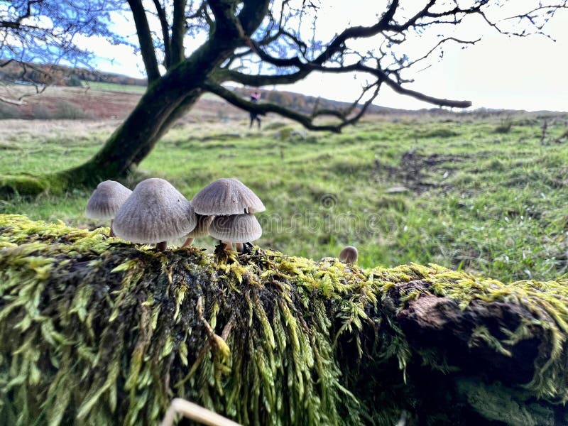 Mushrooms stock photo. Image of little, mushroom, moss - 296193856