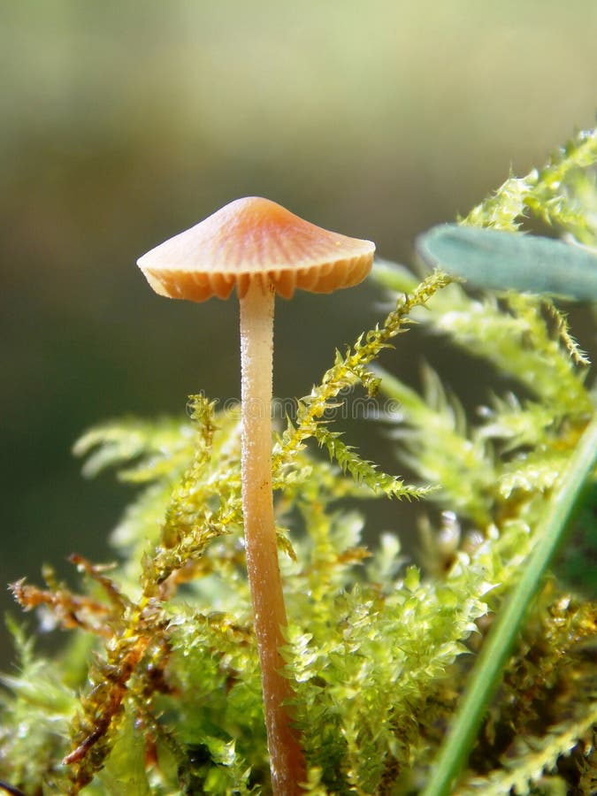 Mushrooms stock image. Image of small, plant, green, colors - 98211923