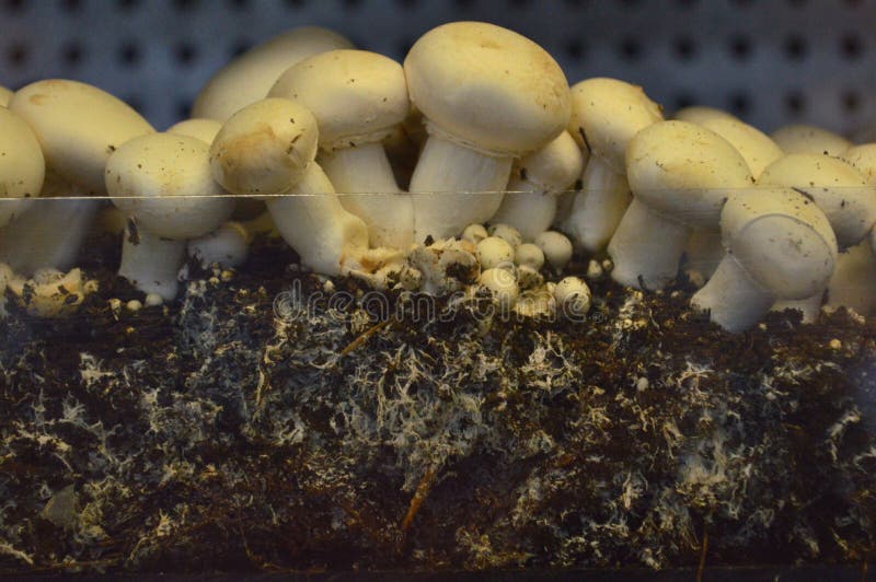 Mushrooms stock image. Image of system, natural, small - 85611179