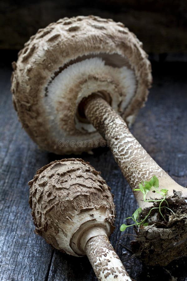 Mushrooms - snake hat stock image. Image of brown, edible - 37112435