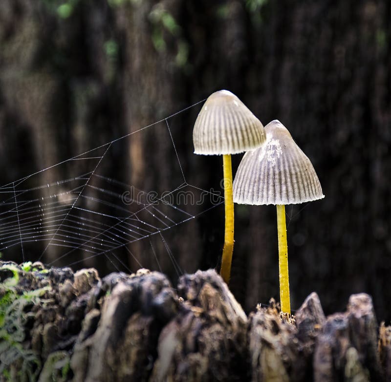 500 Mushrooms Spider Web Stock Photos - Free & Royalty-Free Stock ...
