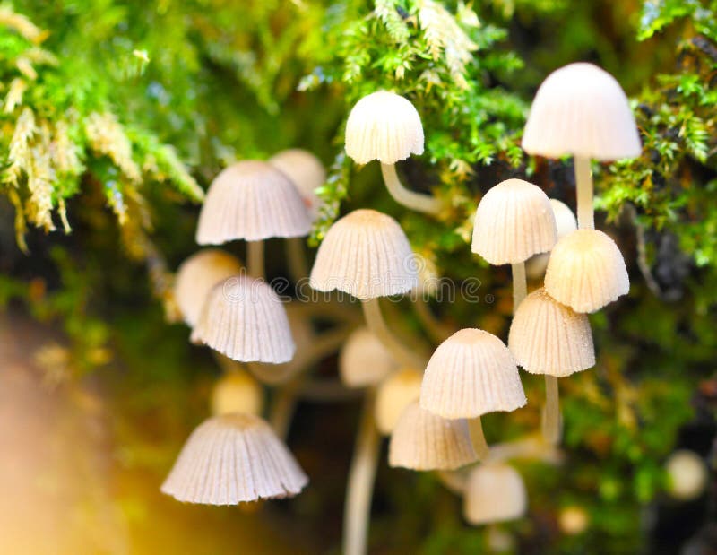 Mushrooms Sprouting Up from the Ground Stock Image - Image of tree ...