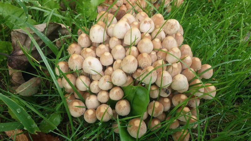 Mushrooms stock photo. Image of mushrooms, autumn, packed - 87856928