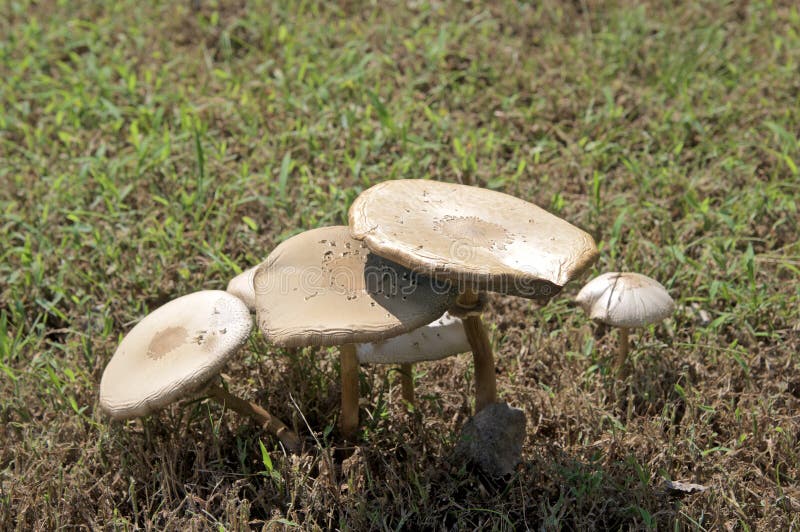 Mushrooms Toadstools Growing Wild in a Field Stock Photo - Image of ...