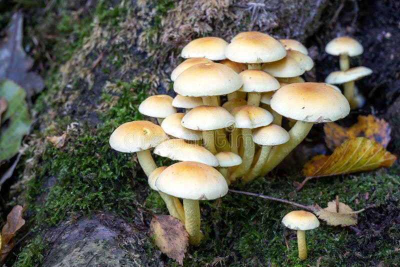 Mushrooms on a Tree Stump in Fall, Closeup Stock Image - Image of ...