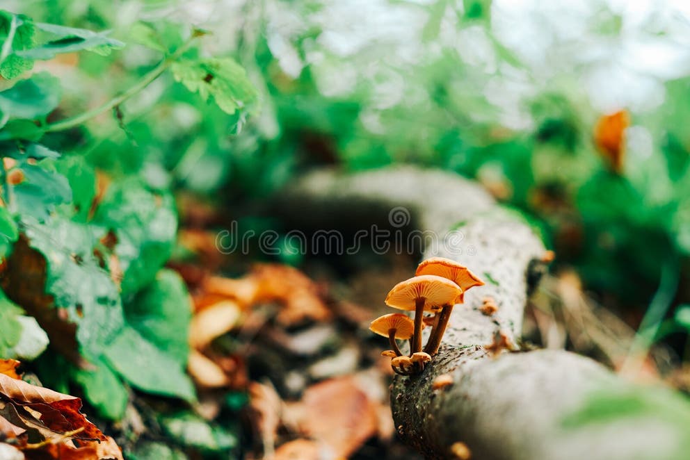 Mushrooms on tre trunk stock image. Image of moss, colony - 132658343