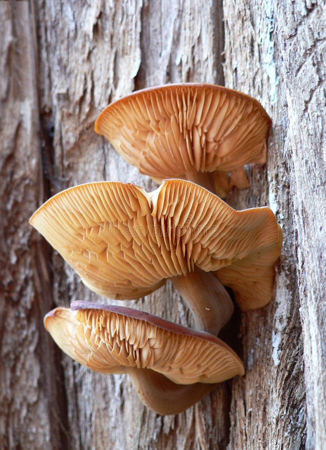 Mushrooms on tree stock photo. Image of ingredient, cuisine - 22678386