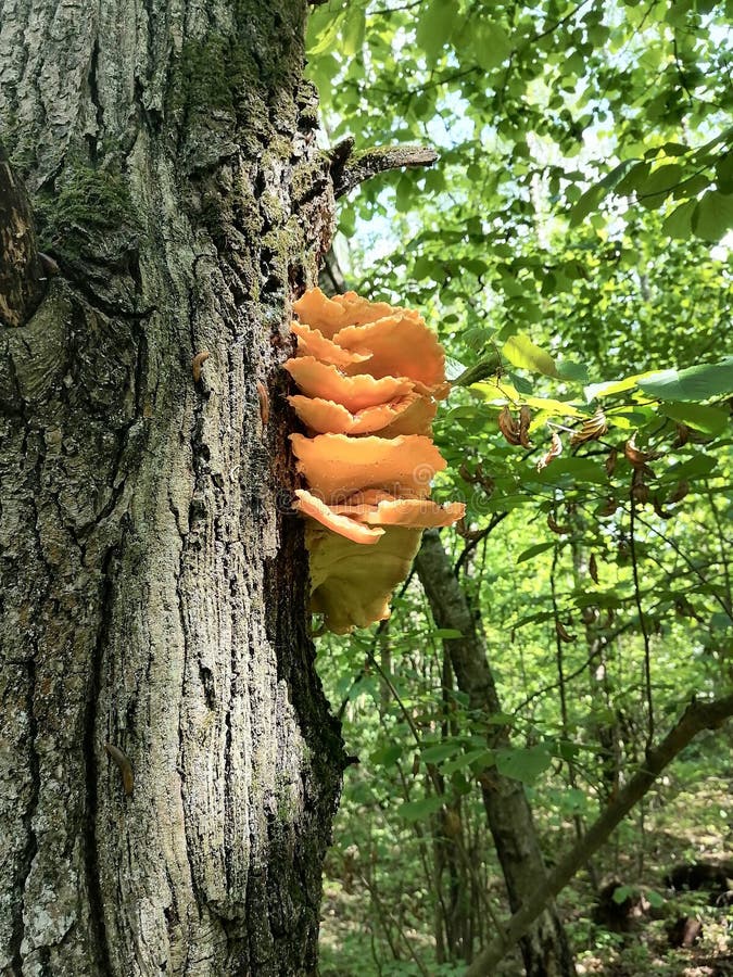 Mushrooms on a tree stock photo. Image of tree, mush - 254184226