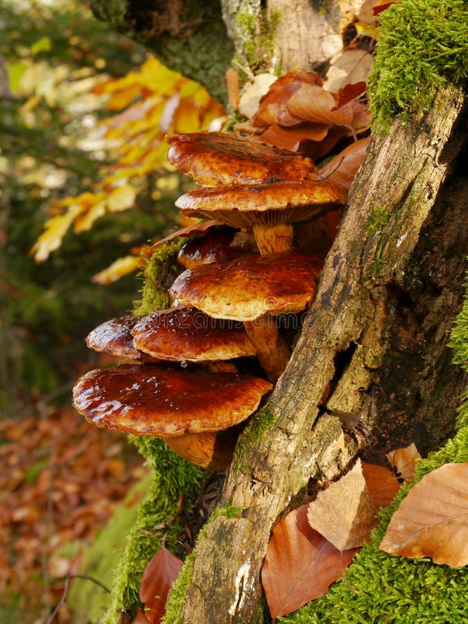Mushrooms on the tree stock photo. Image of lumber, detail - 34809776