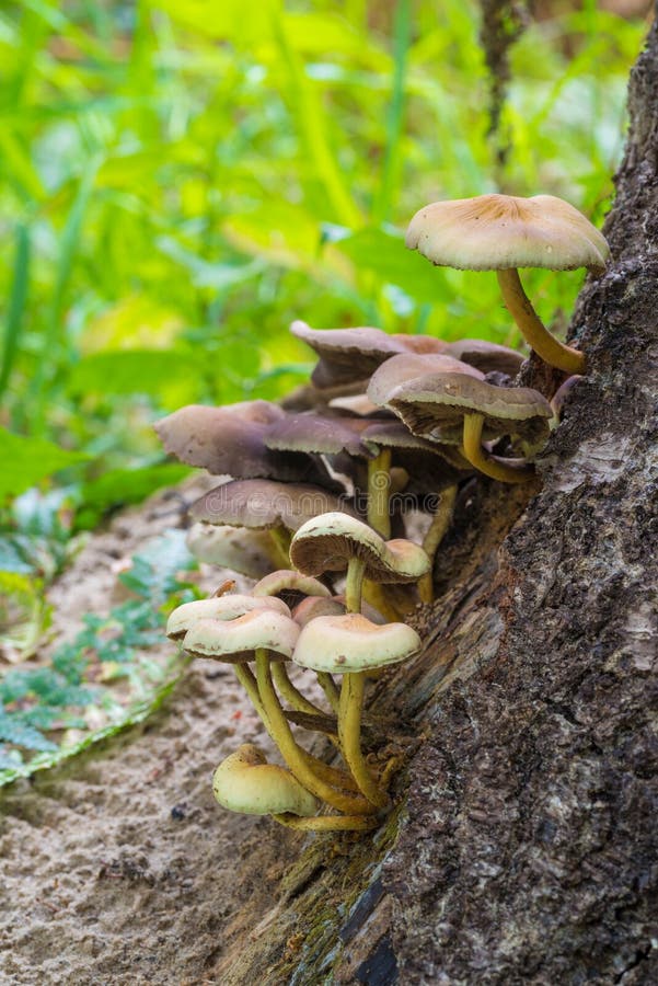 Mushrooms on tree stock photo. Image of woods, boletus - 199029224