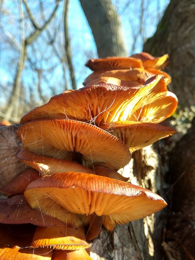 Mushrooms on the tree stock photo. Image of agaricaceae - 107394054
