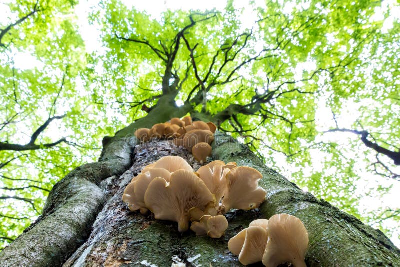 Mushrooms on tree stock photo. Image of world, colorful - 42511740