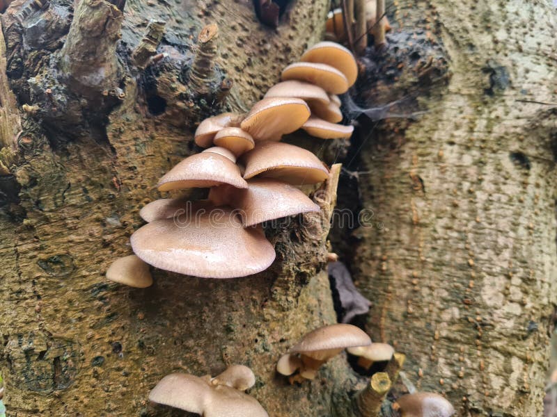 Mushrooms at the tree stock photo. Image of harmful - 237228212