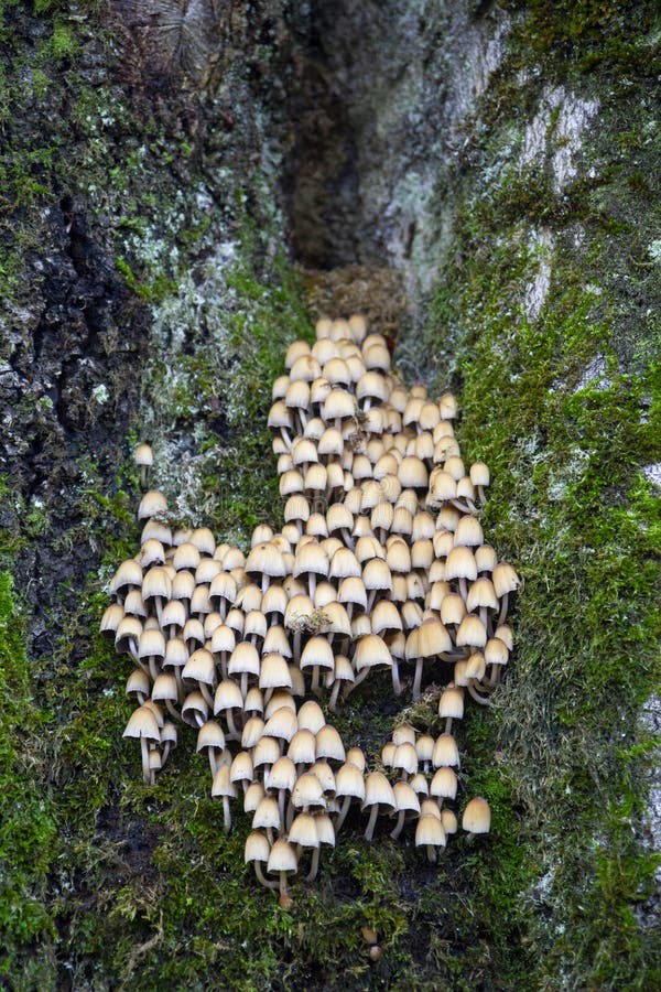 Mushrooms on tree stock photo. Image of fungi, natural - 204929384