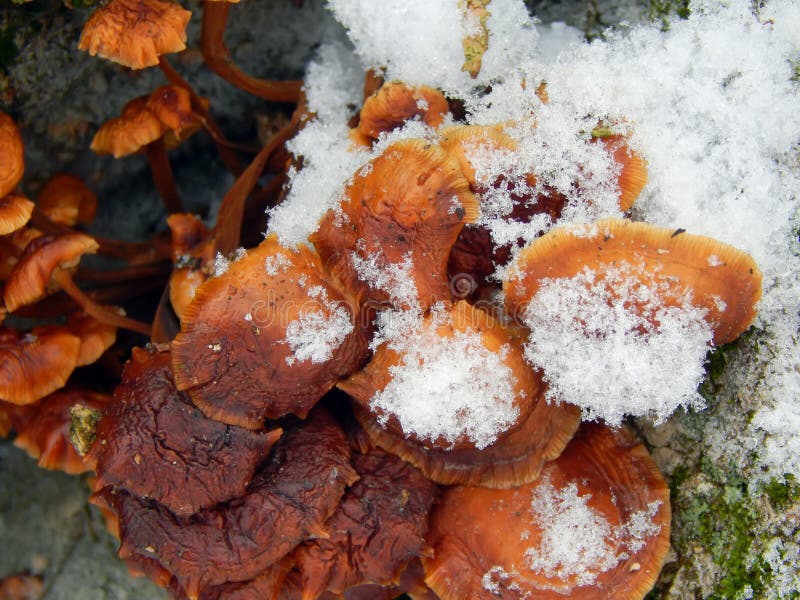 A Fungus Or Mushroom Covered In Snow Growing On The Trunk Of A Tree ...