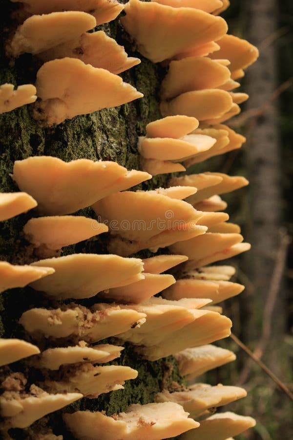 Mushrooms on a tree stump stock photo. Image of tree - 77488214